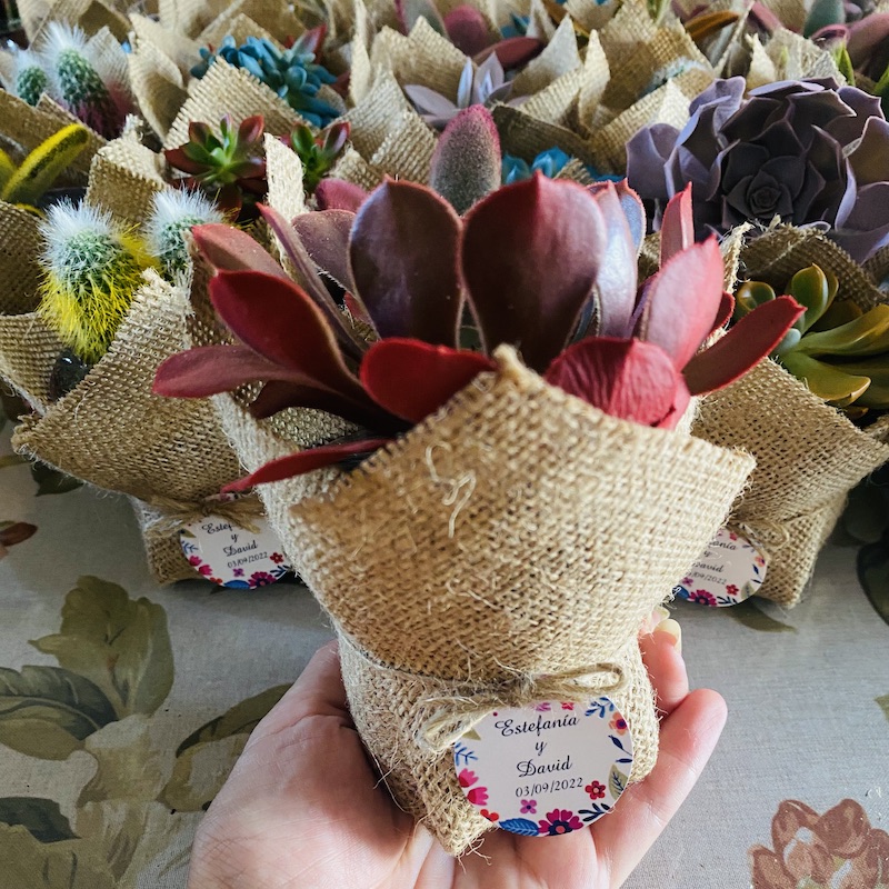 Plantas para regalo 8,5cm archivos - El Taller del Encanto