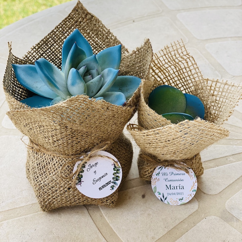 Plantas Listas para REGALO archivos - El Taller del Encanto